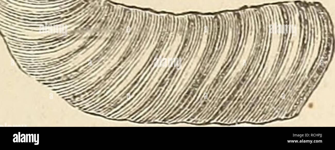 Wenlock fossils hi-res stock photography and images - Alamy