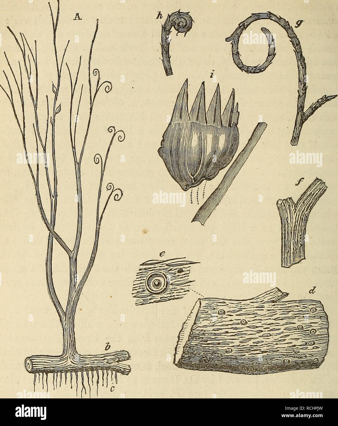 Psilophyton hi-res stock photography and images - Alamy