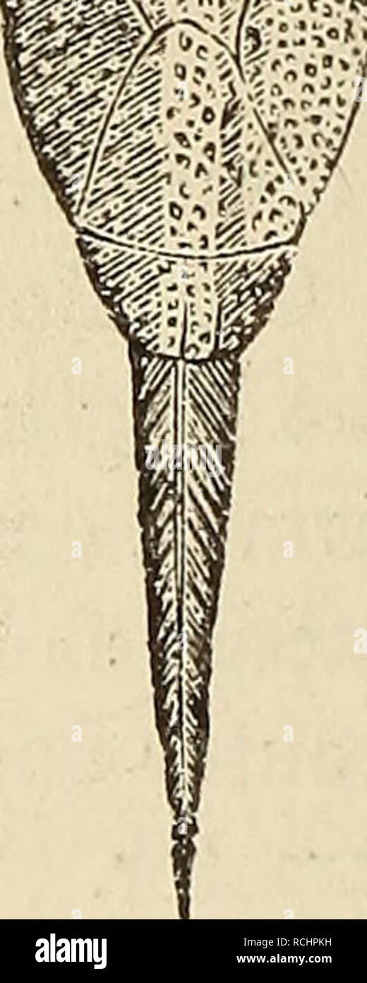 Fossil fish scales hi-res stock photography and images - Alamy