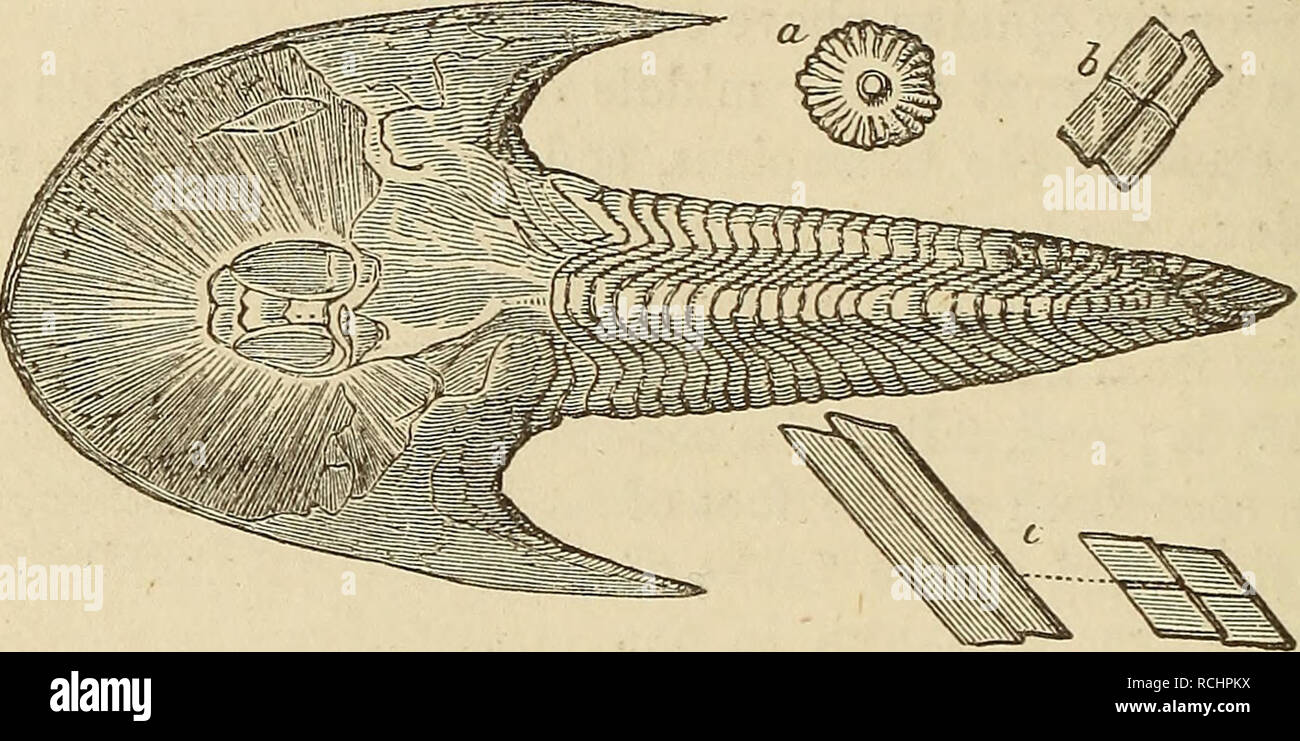 Asaphus trilobite hi-res stock photography and images - Alamy