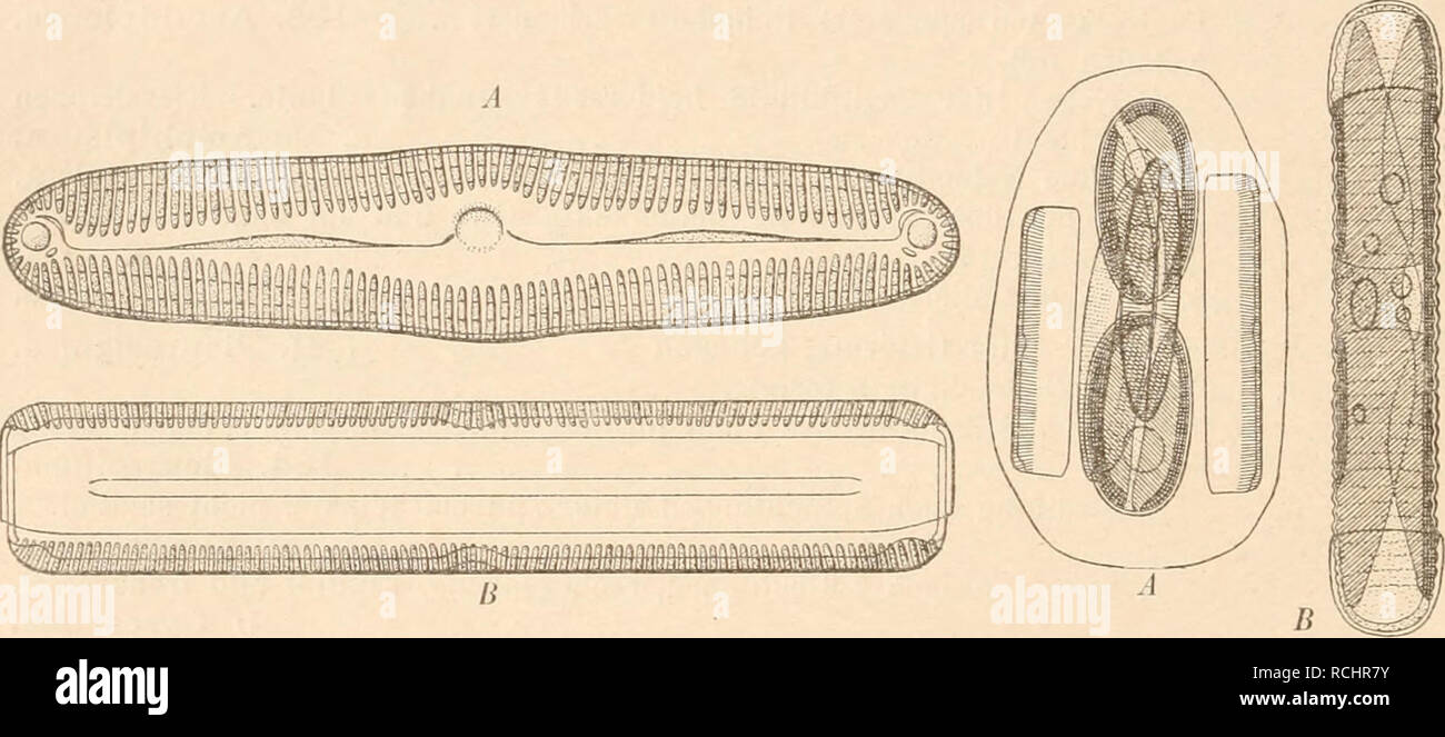 Amphiprora hi-res stock photography and images - Alamy