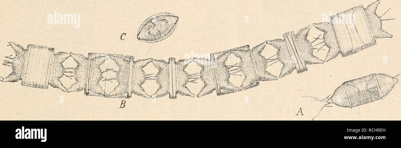 Biddulphia pulchella hi-res stock photography and images - Alamy