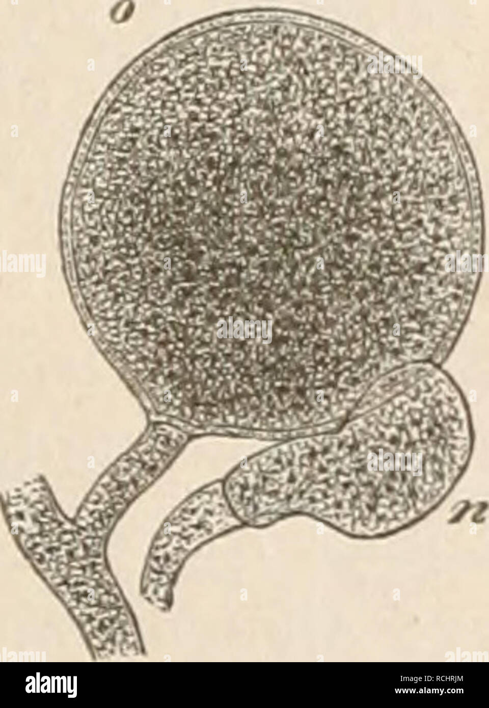 Albugo hi-res stock photography and images - Alamy