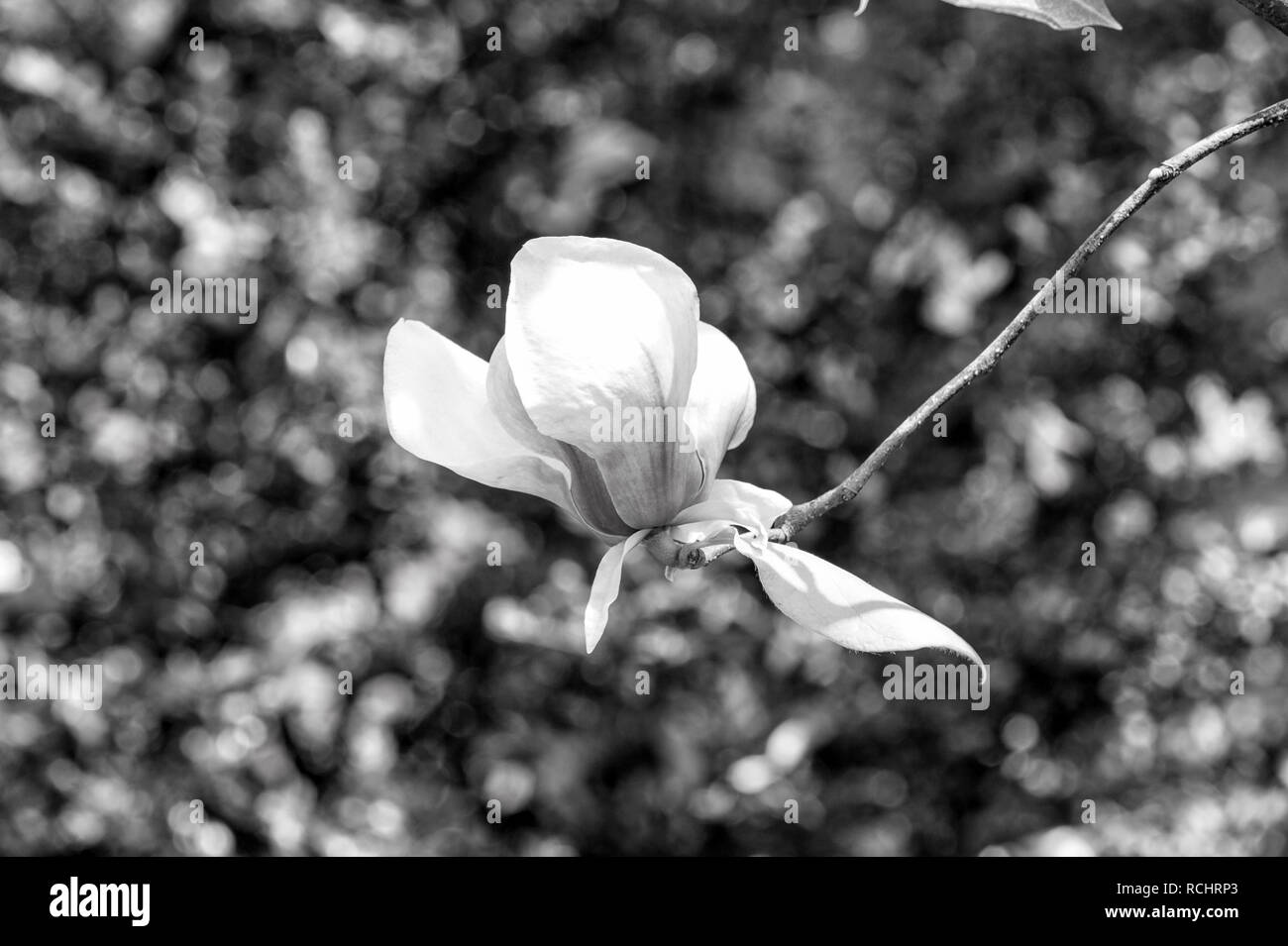 Magnolia flower blossoming on twig on green bokeh background. Spring ...