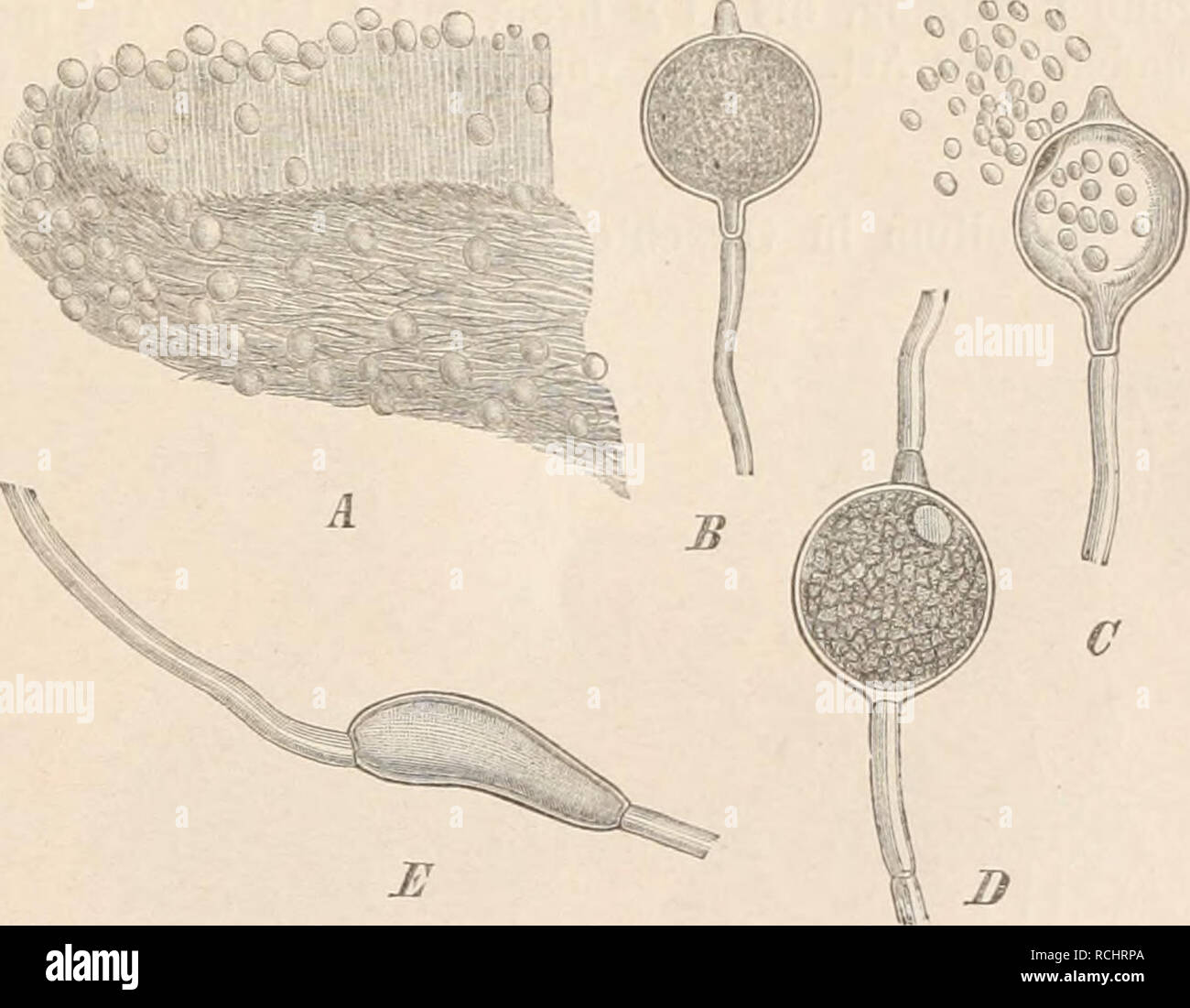 Hyphochytriaceae hi-res stock photography and images - Alamy
