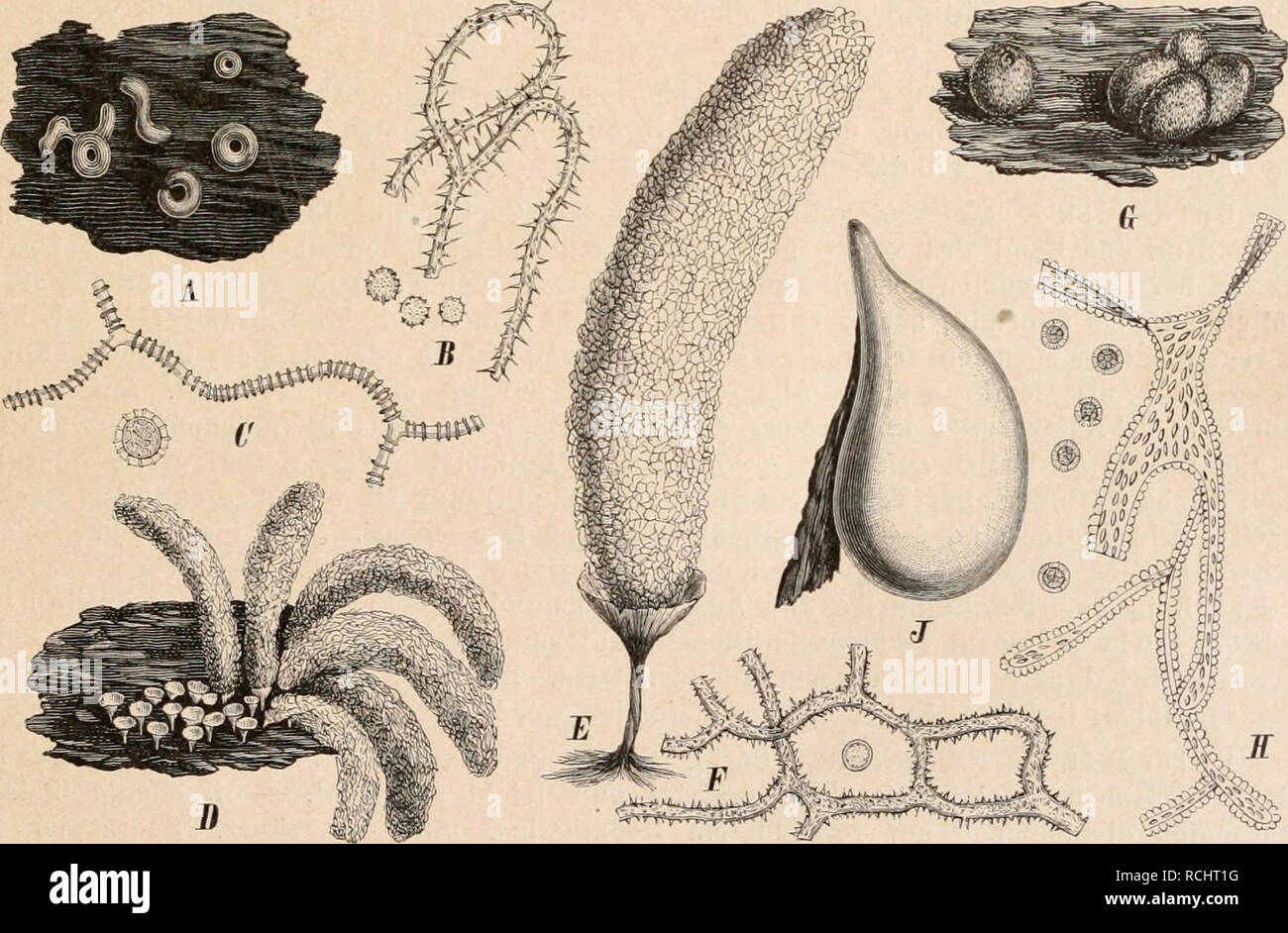 Perichaena corticalis hi-res stock photography and images - Alamy