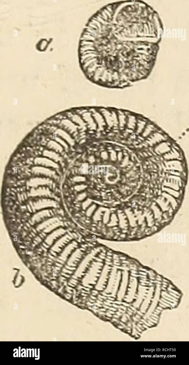 Small marine shell fossils ancient hi-res stock photography and images ...