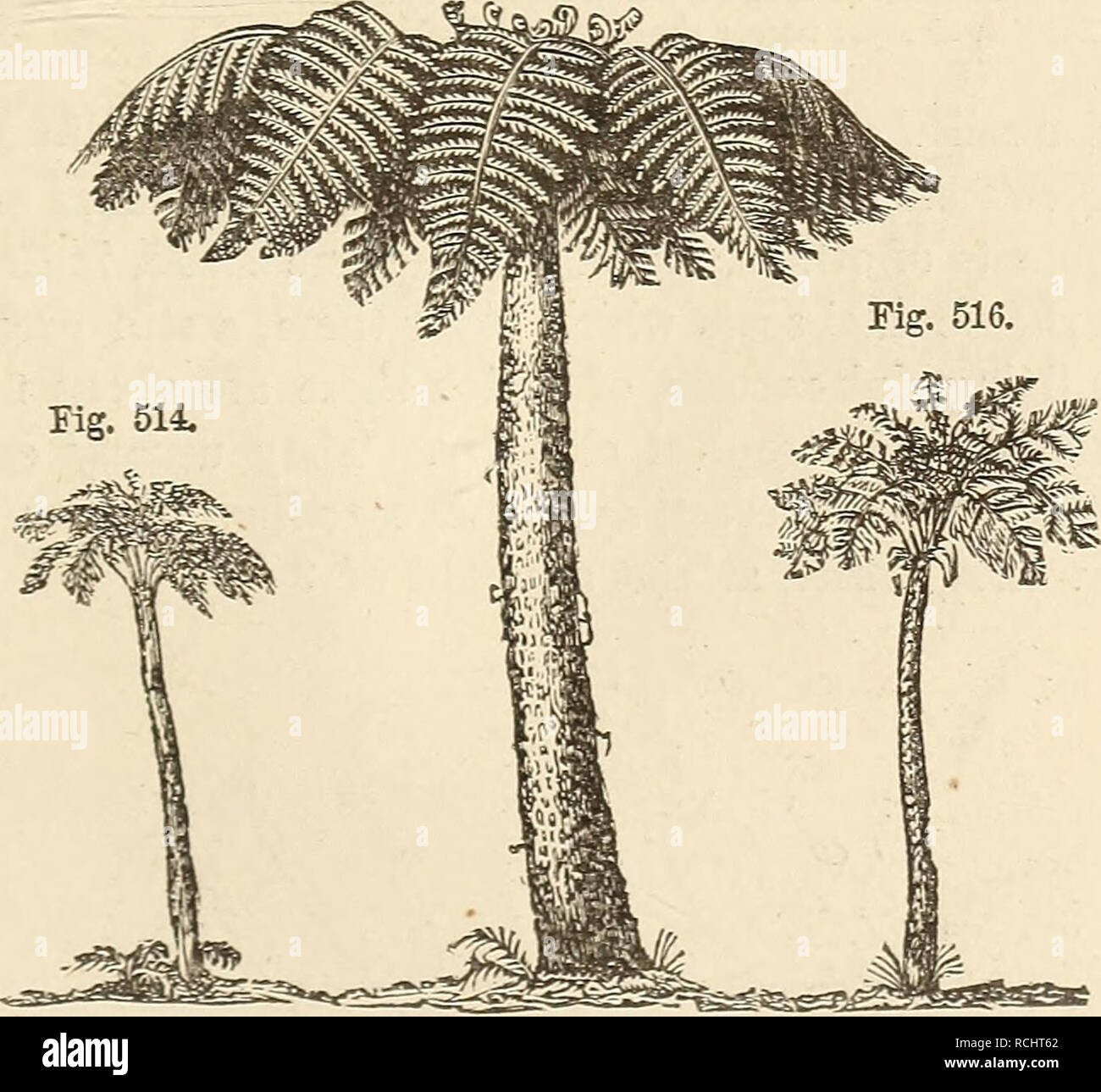 Fossil fern coal hi-res stock photography and images - Alamy