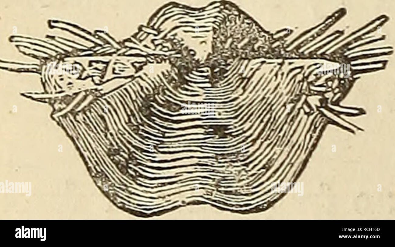 Fenestella retiformis hi-res stock photography and images - Alamy