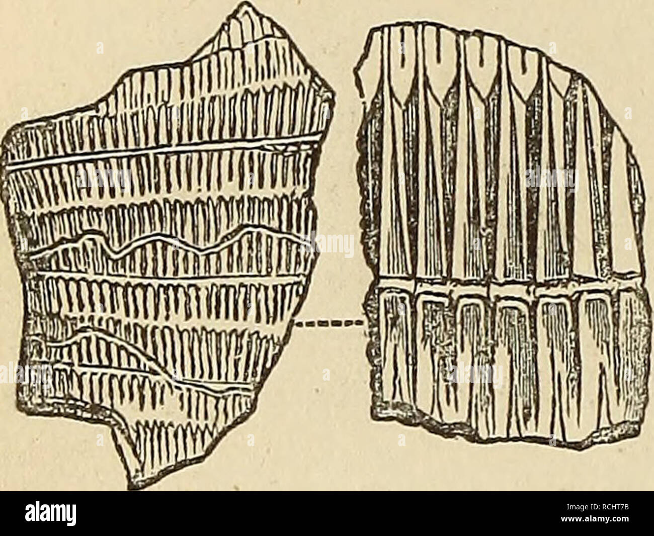 Thecodont hi-res stock photography and images - Alamy