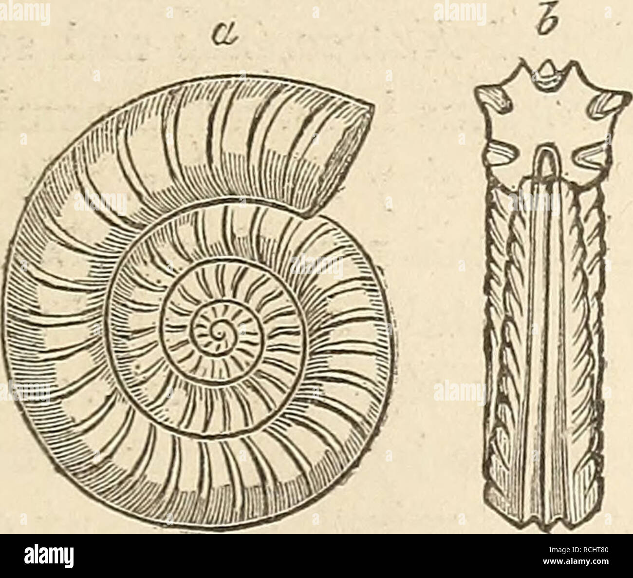 . Elements of geology, or, The ancient changes of the earth and its ...