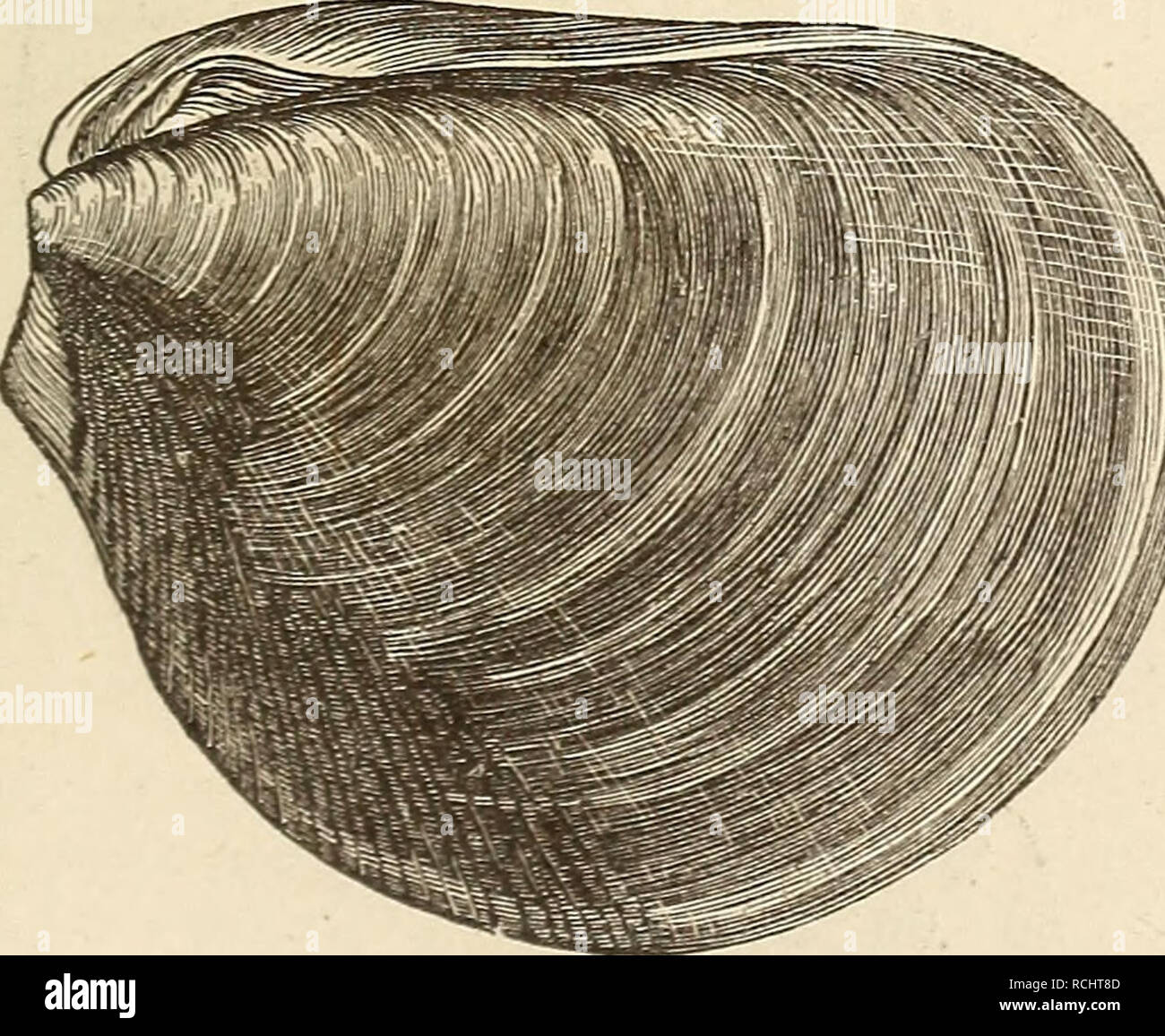 Gryphite hi-res stock photography and images - Alamy