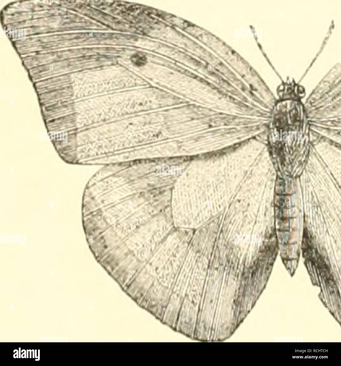 Corilus hi-res stock photography and images - Alamy