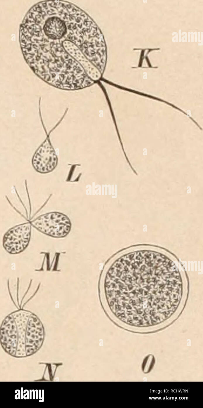 Tetraspora hi-res stock photography and images - Alamy