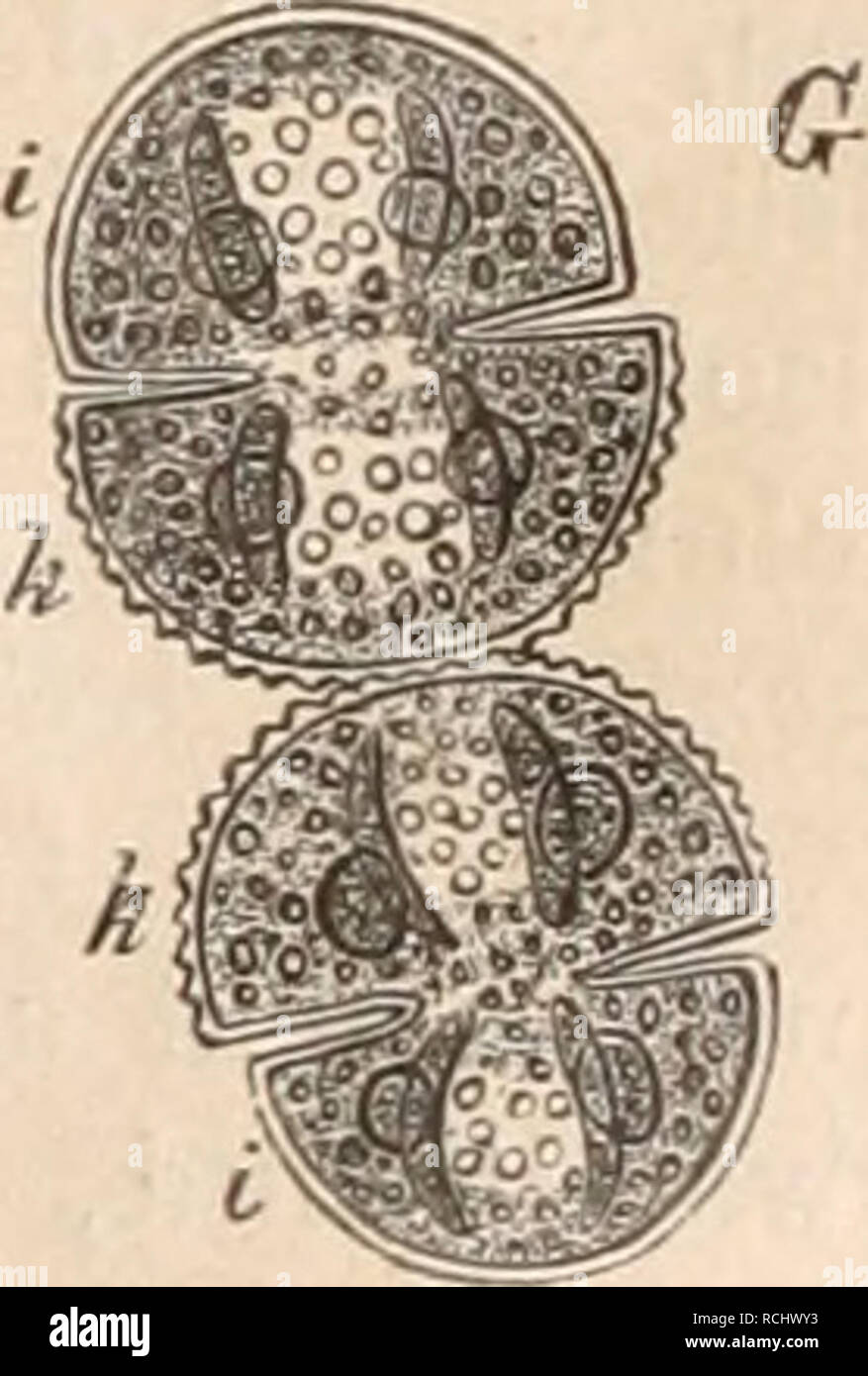 Cosmarium botrytis hi-res stock photography and images - Alamy