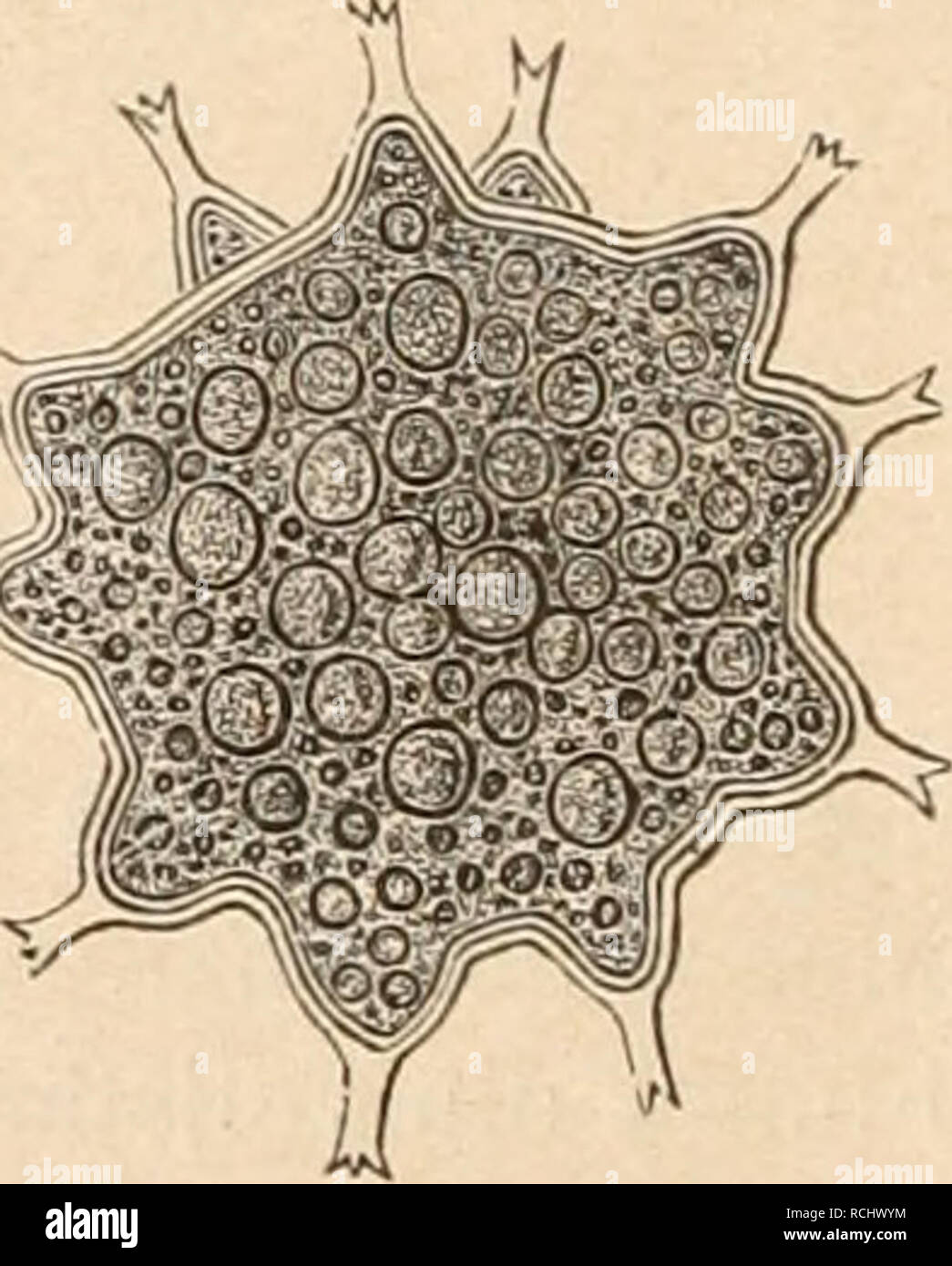 Cosmarium botrytis hi-res stock photography and images - Alamy