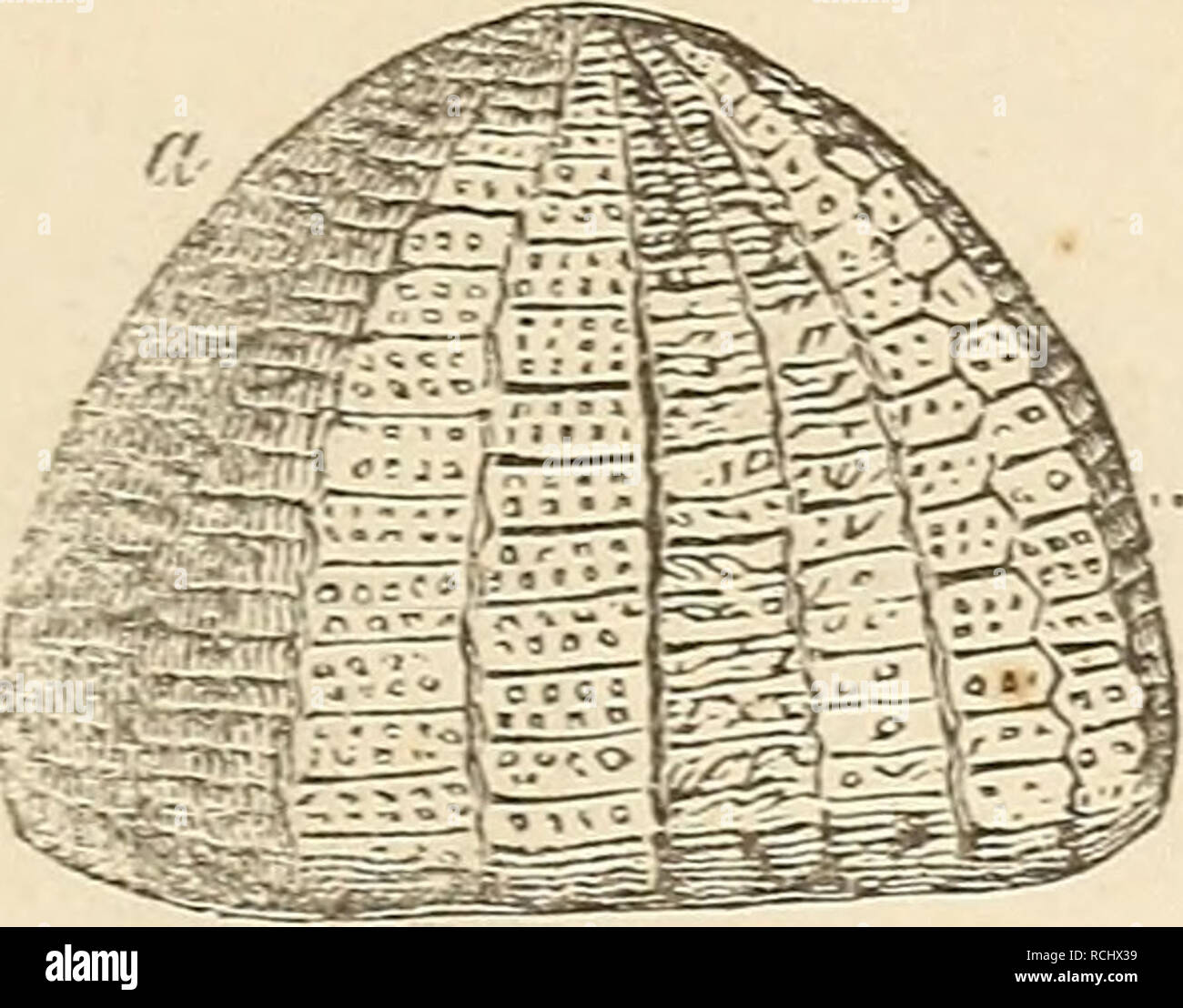 . Elements of geology, or, The ancient changes of the earth and its ...