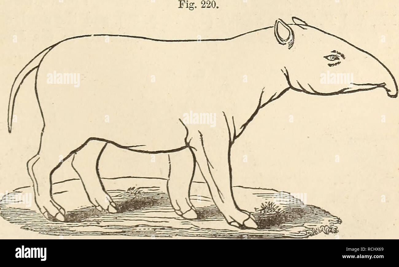 Paleotherium magnum hi-res stock photography and images - Alamy