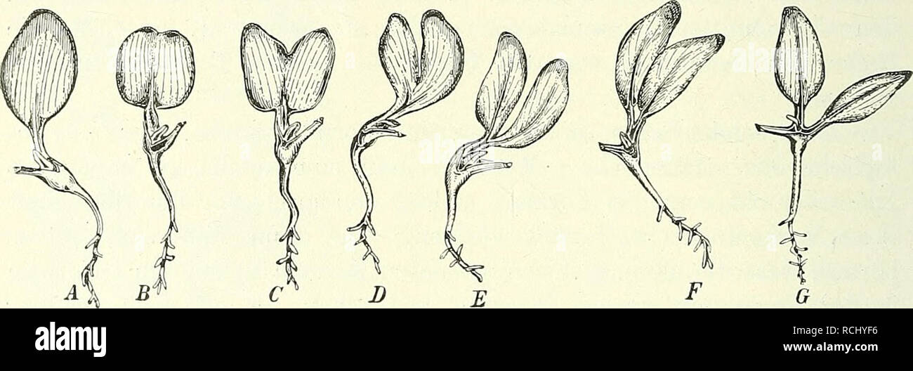 Arten von rassen rassen hi-res stock photography and images - Alamy