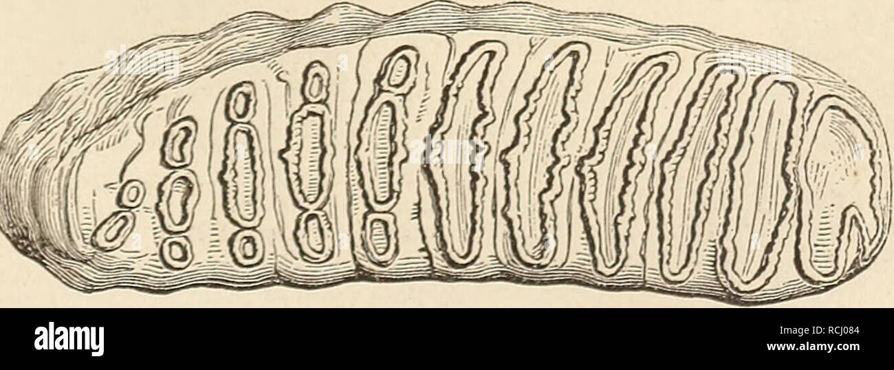. Elements of geology, or, The ancient changes of the earth and its ...