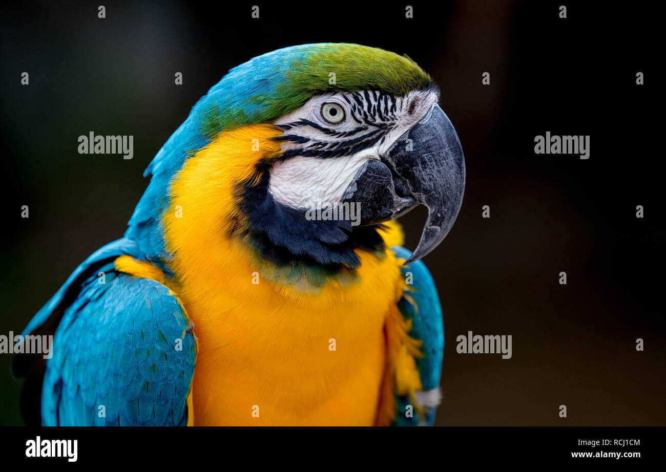 Colorful Parrot - Portrait Stock Photo - Alamy