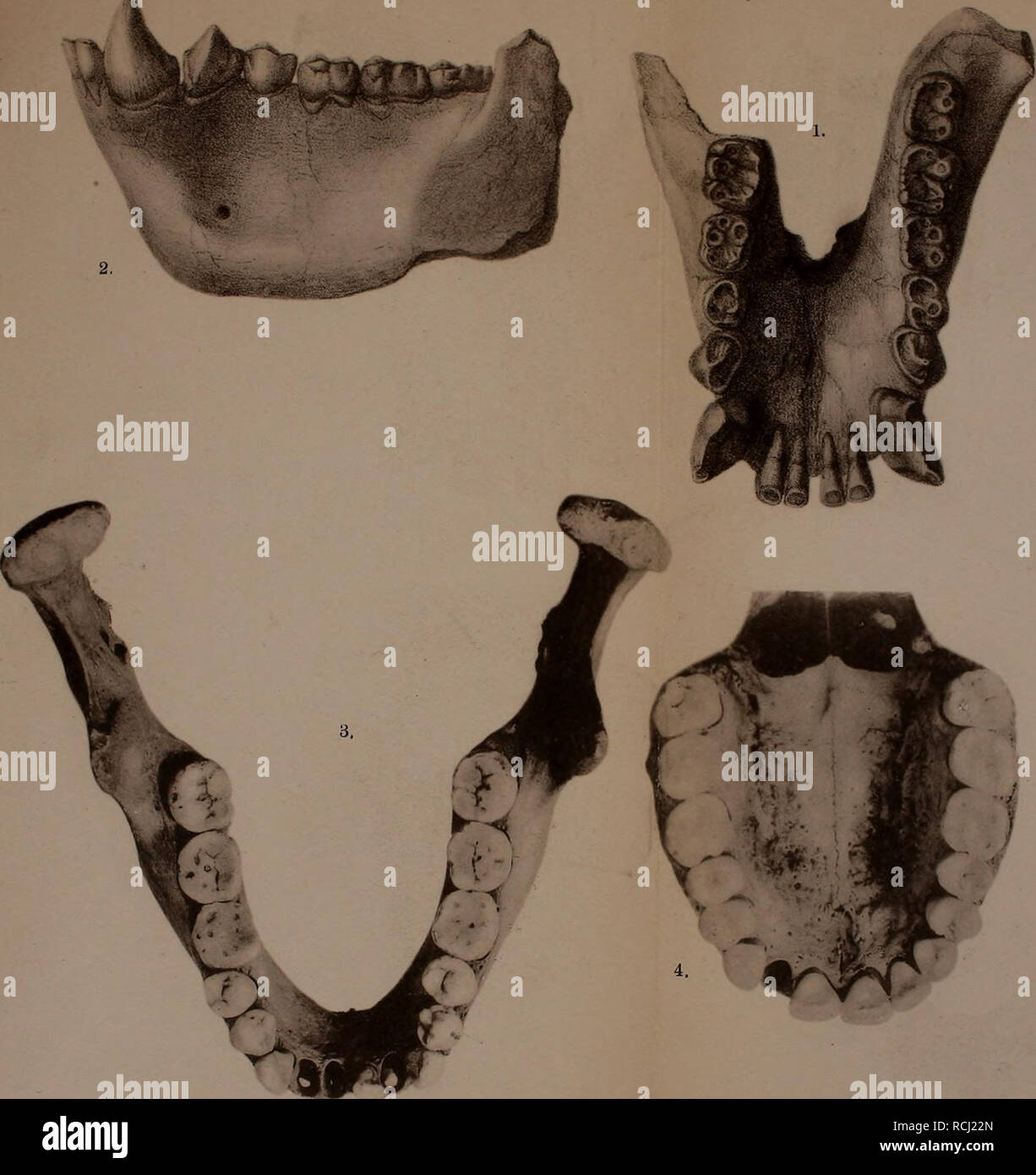 Dryopithecus hi-res stock photography and images - Alamy