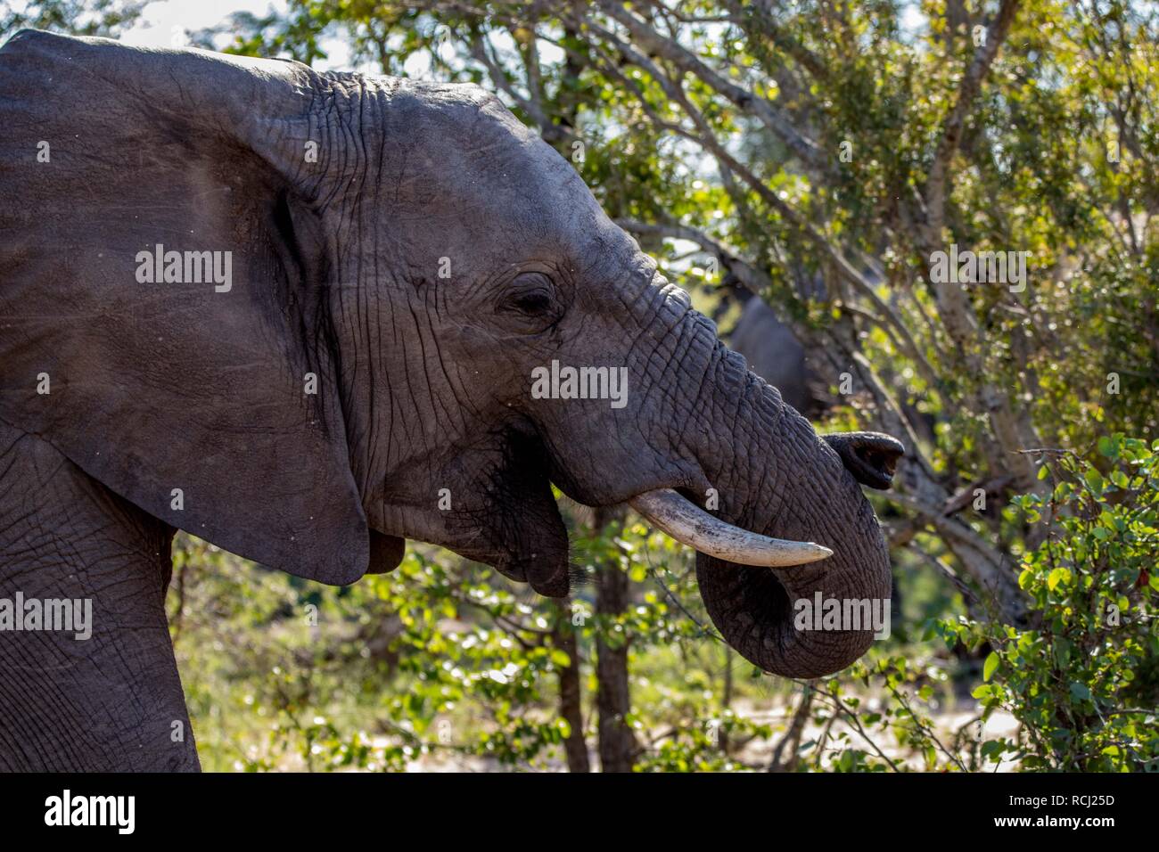 Elephant playing with his Trunk, Eating in South Africa Stock Photo - Alamy