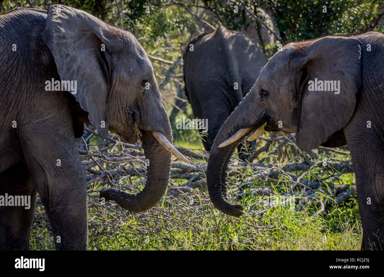 Two animals talking hi-res stock photography and images - Alamy