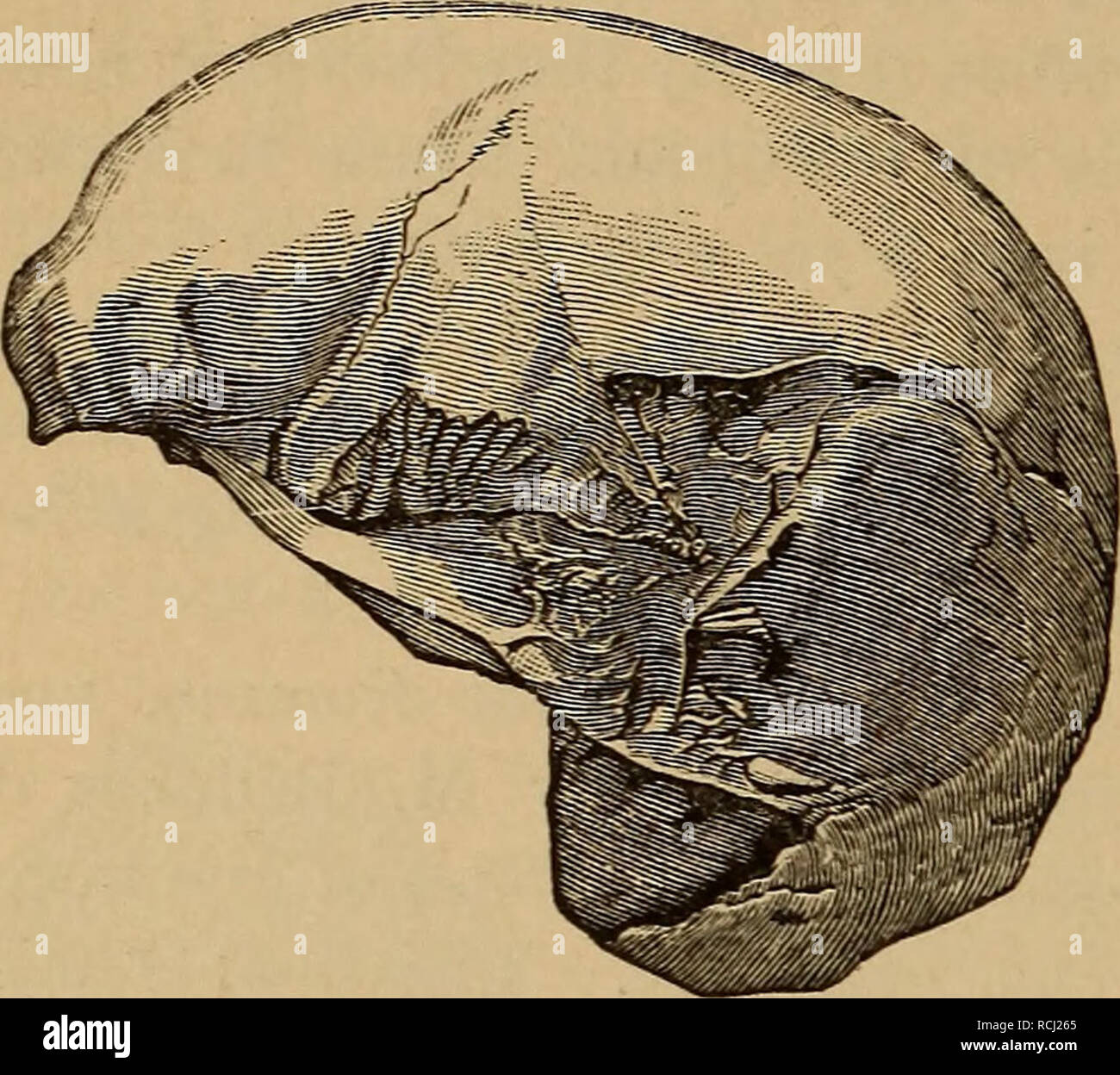 Neanderthal Men High Resolution Stock Photography and Images - Alamy