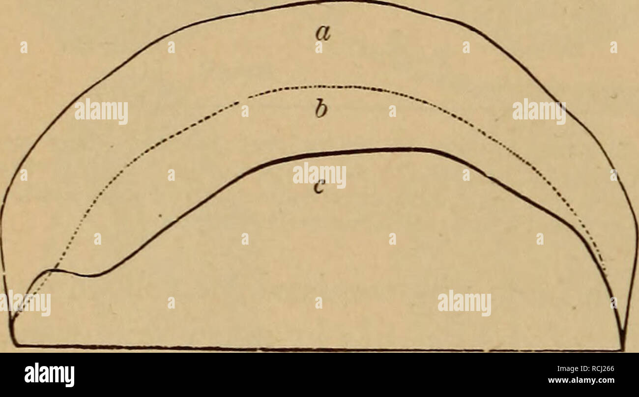 Neanderthal skull comparison hi-res stock photography and images - Alamy