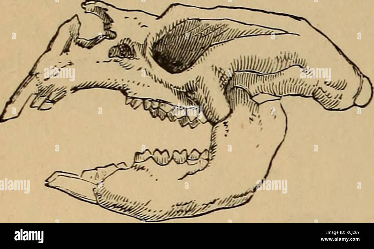 Diprotodon skull hi-res stock photography and images - Alamy