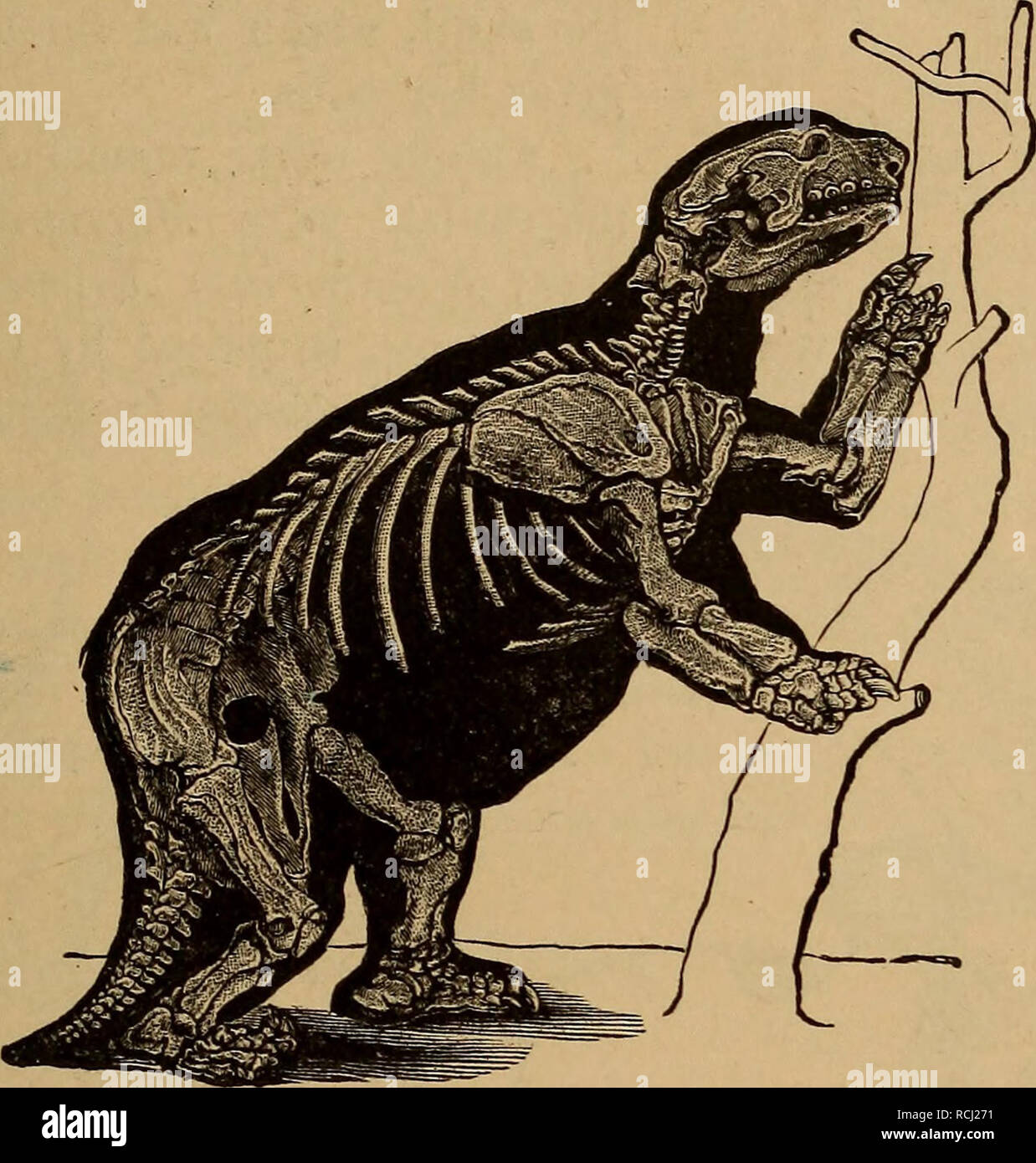 Megalonyx sloths hi-res stock photography and images - Alamy