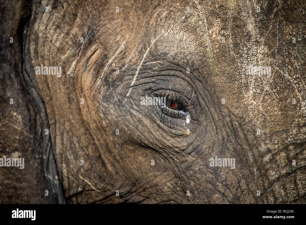Elephants eye close up hi-res stock photography and images - Alamy