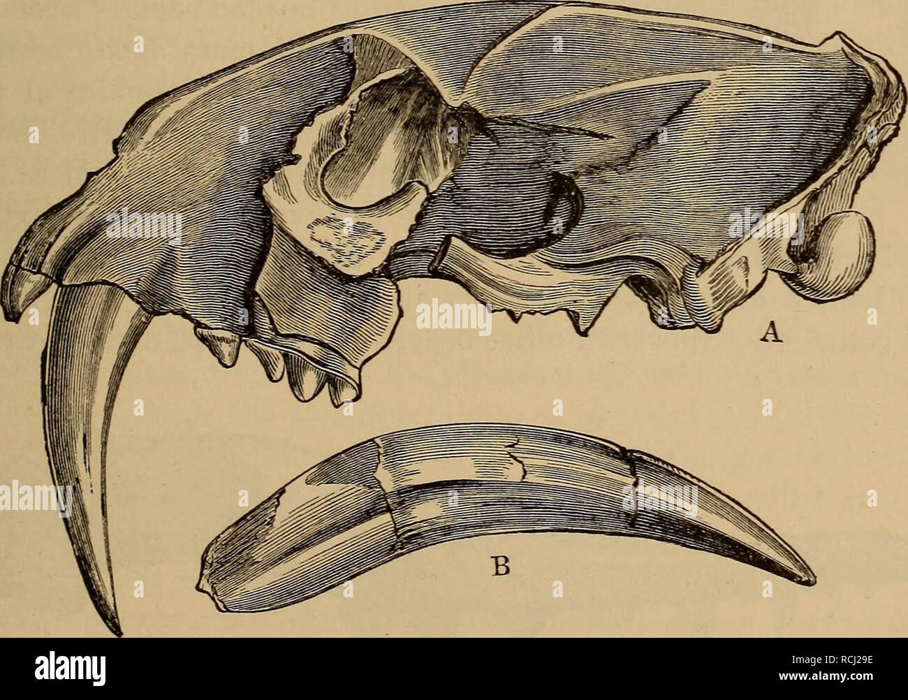 . Elements of geology : a text-book for colleges and for the general ...