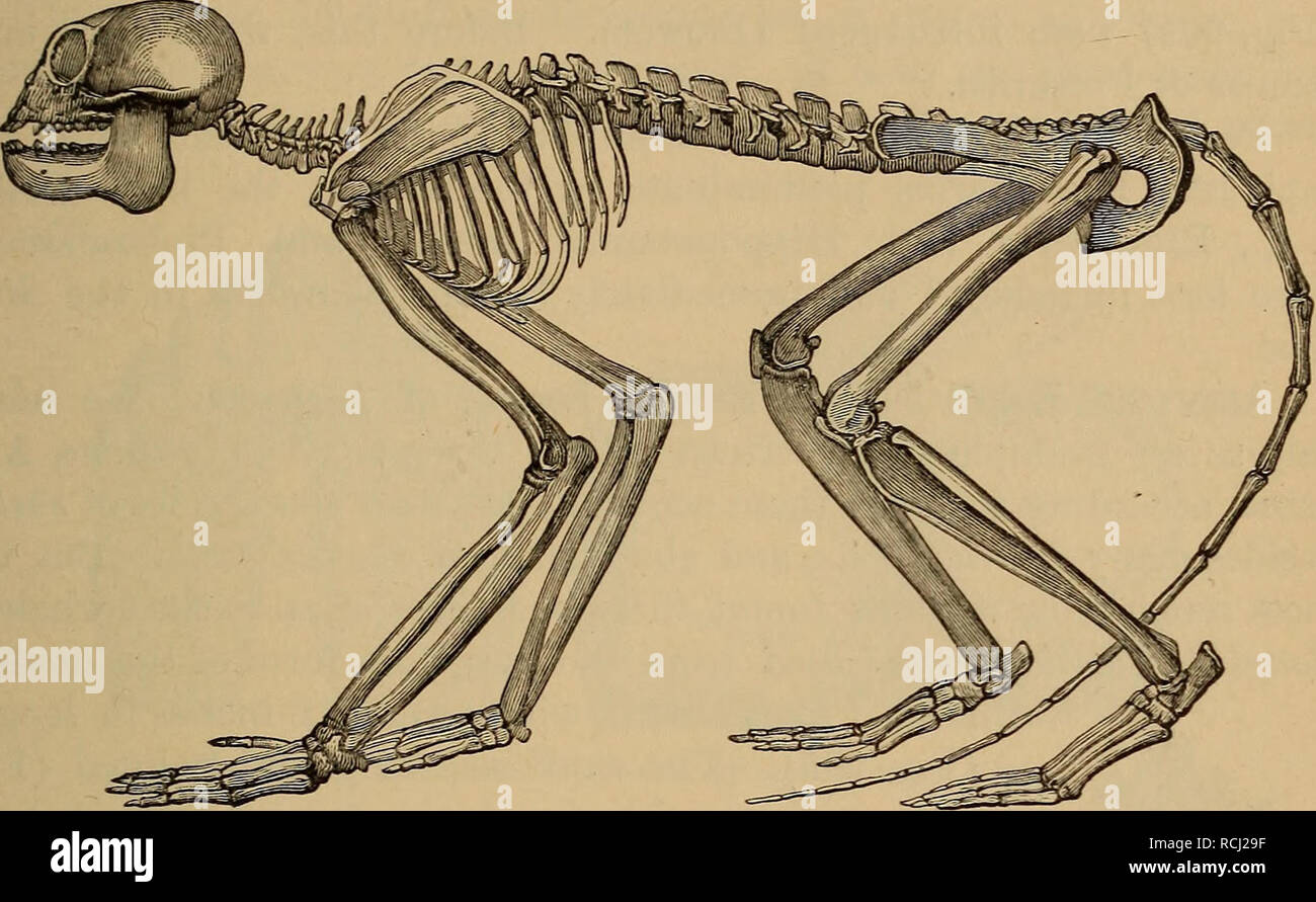 Mesopithecus hi-res stock photography and images - Alamy