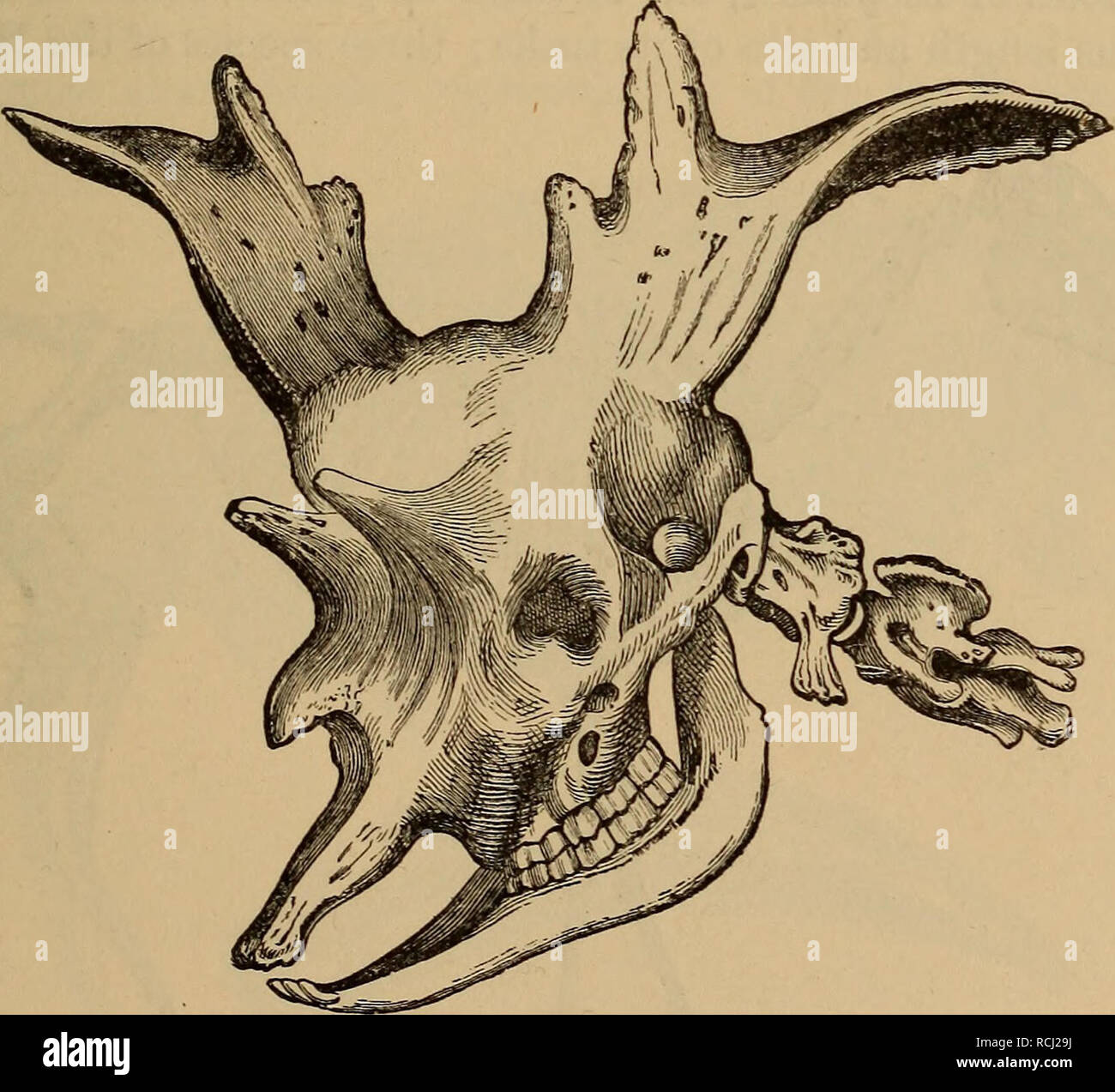 Sivatherium giganteum hi-res stock photography and images - Alamy