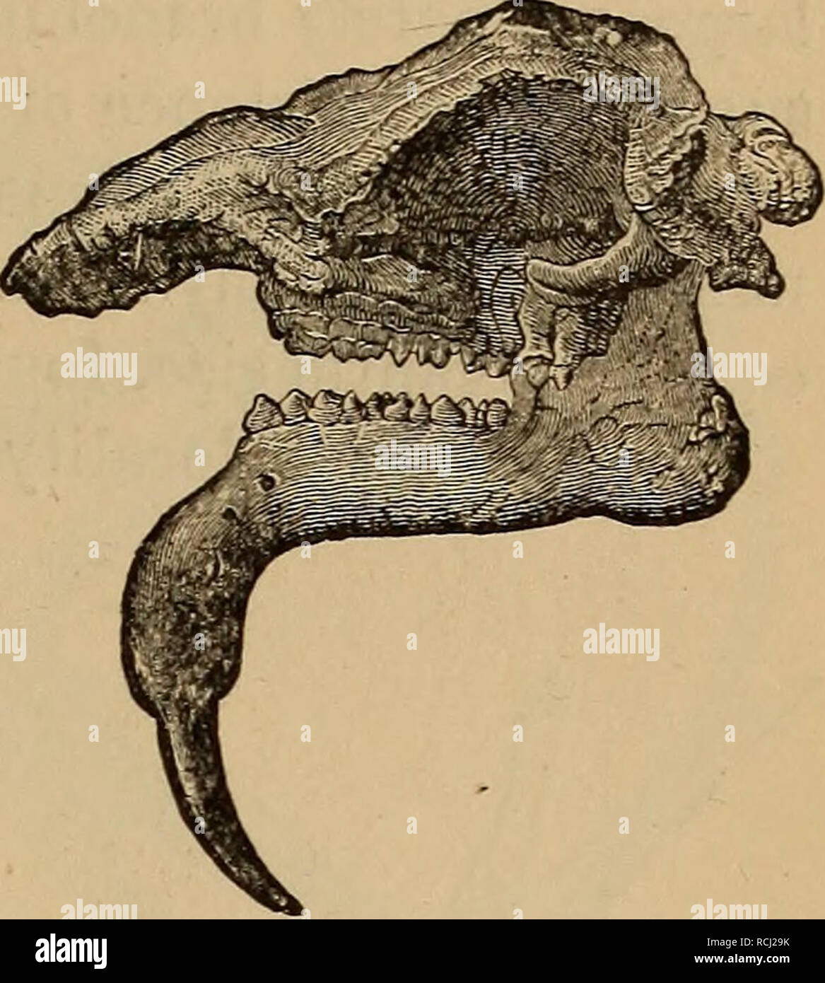 . Elements of geology : a text-book for colleges and for the general ...