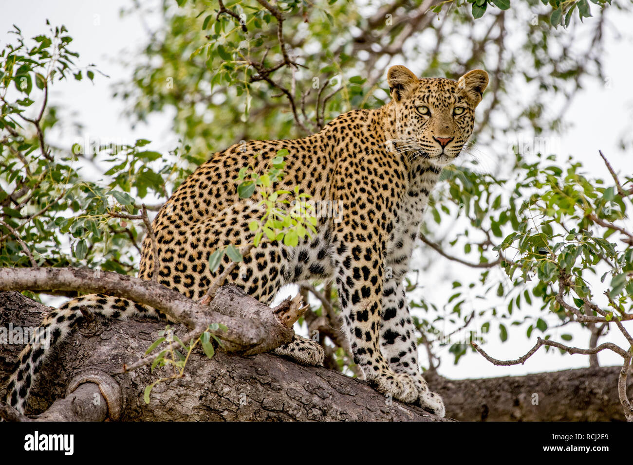 Leopard on Tree in South Africa Stock Photo - Alamy