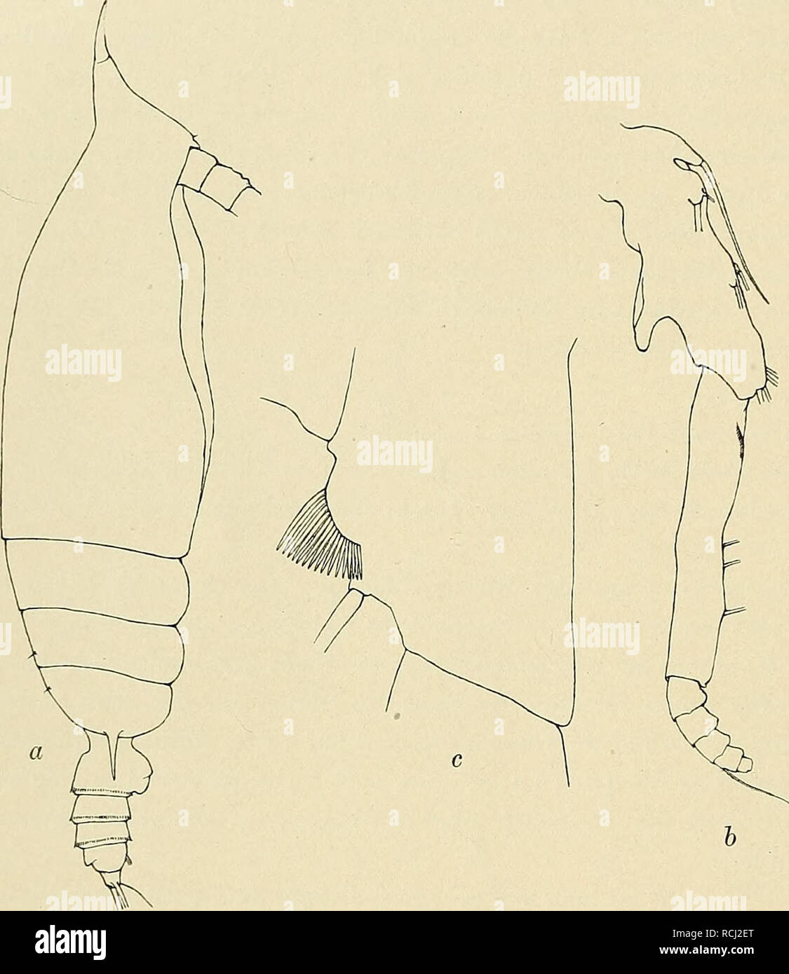 . Die Marinen Copepoden der Deutschen Südpolar-Expedition 1901-1903 ...