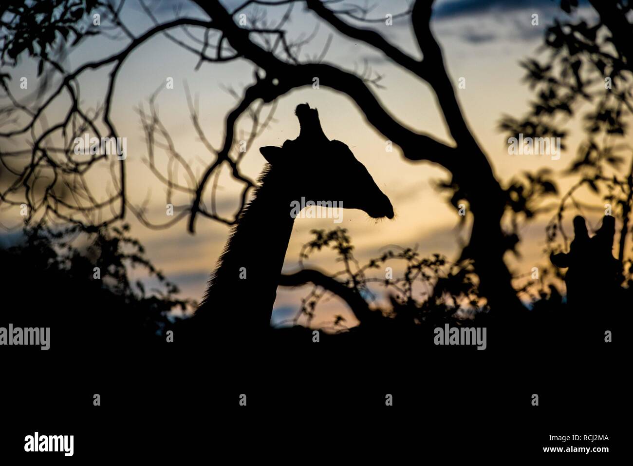 Giraffe in South Africa in front of Sunset Stock Photo - Alamy