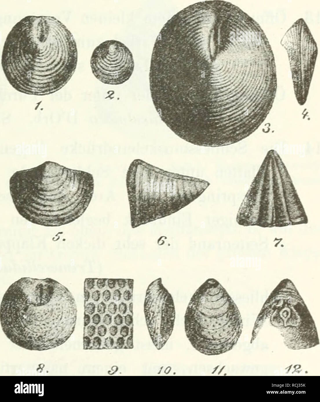 Obolus hi-res stock photography and images - Alamy