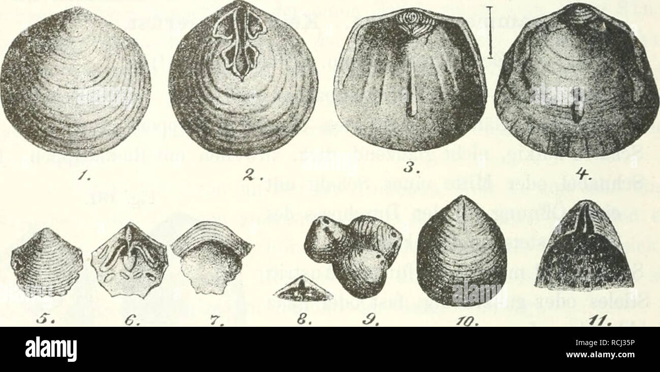 Obolus hi-res stock photography and images - Alamy