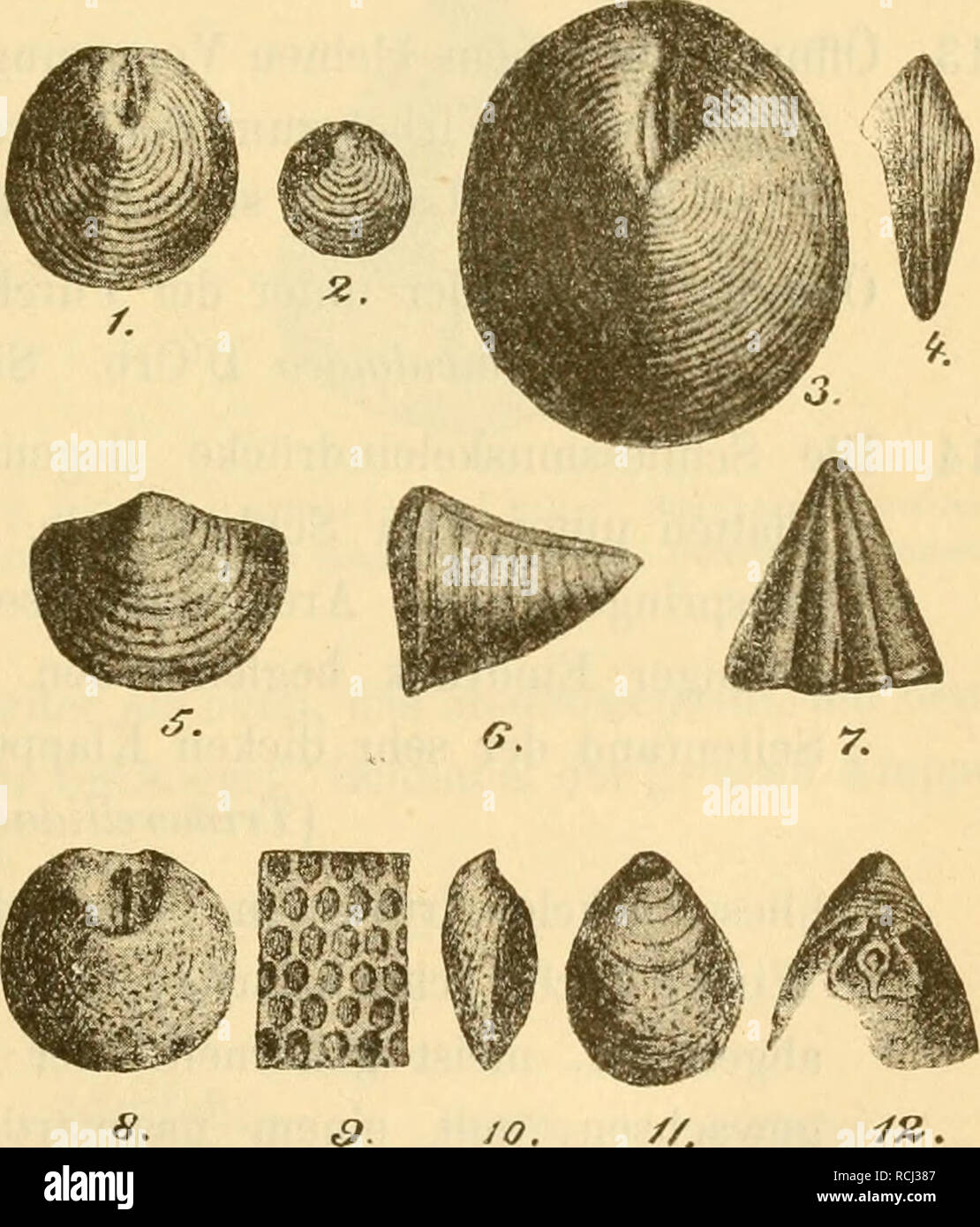 Obolus hi-res stock photography and images - Alamy