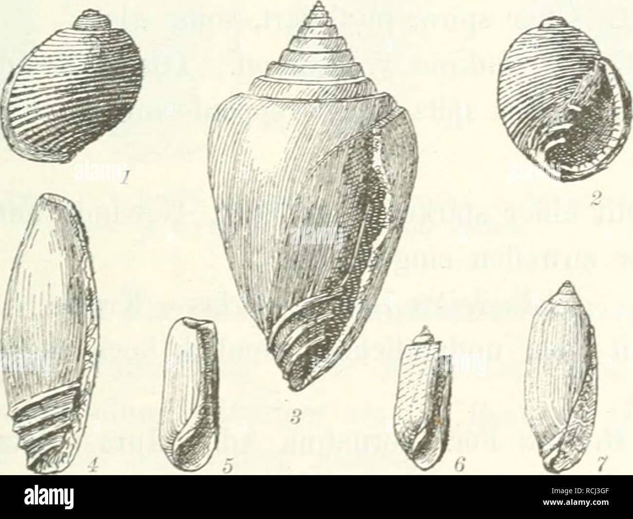 Pileolus laevis hi-res stock photography and images - Alamy