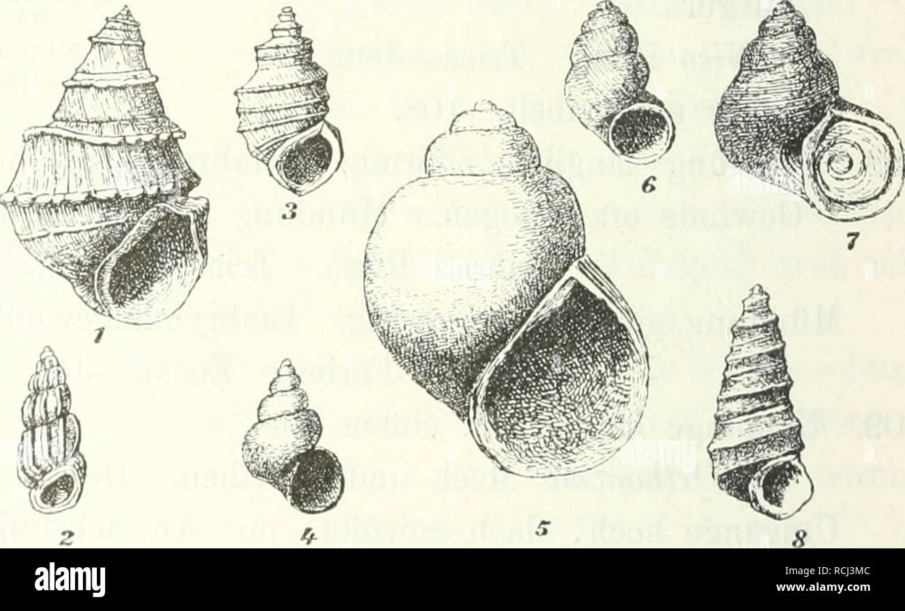 Fuchs von hinten hi-res stock photography and images - Alamy