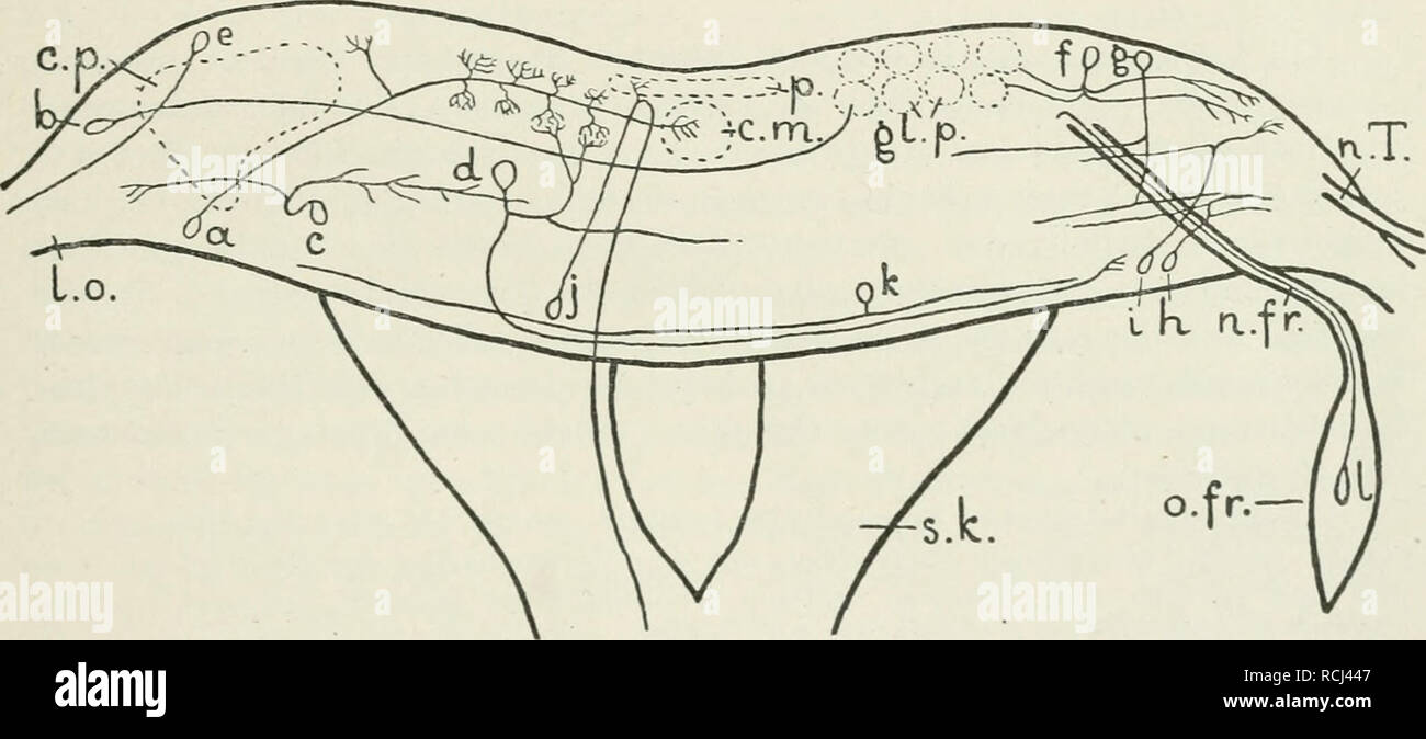 . Die Leitungsbahnen im Nervensystem der wirbellosen Tiere. Anatomy ...