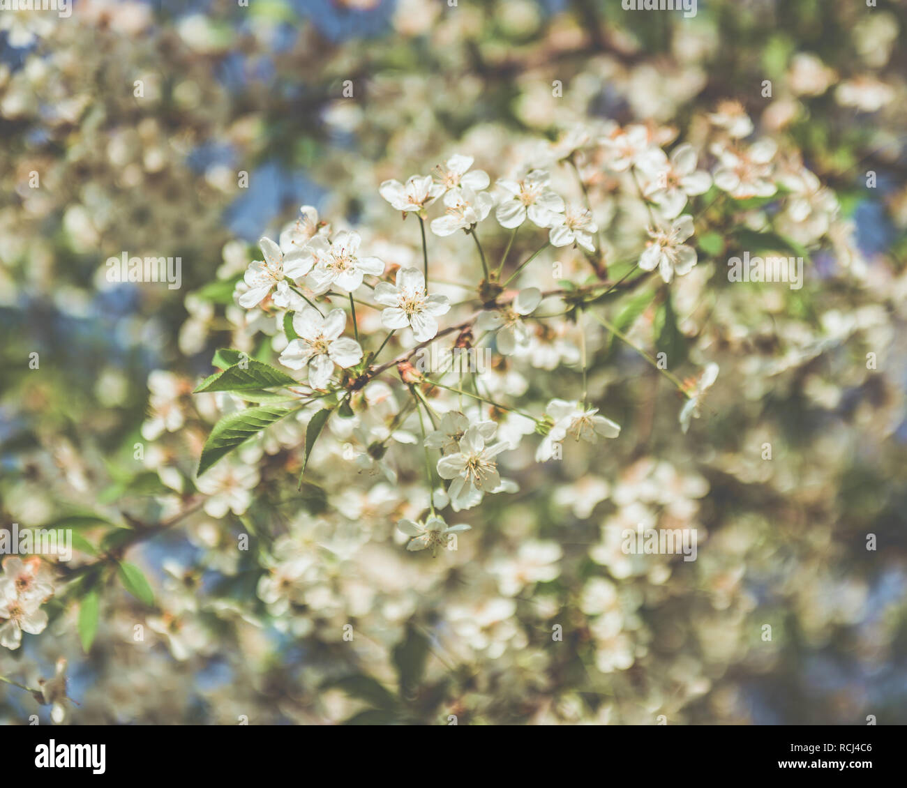 Picture of beautiful tree blossom, abstract natural background, spring ...