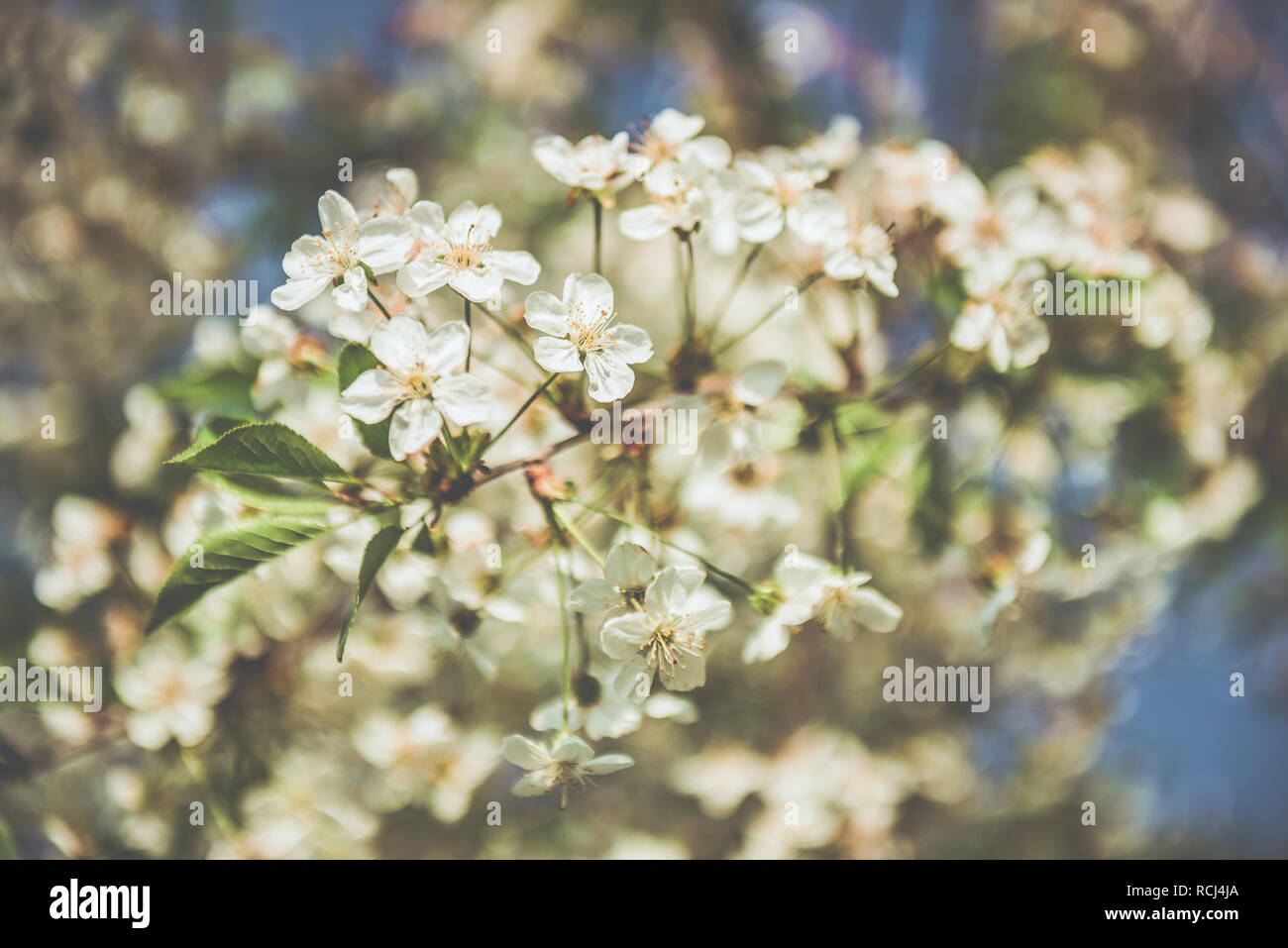 Picture of beautiful tree blossom, abstract natural background, spring ...