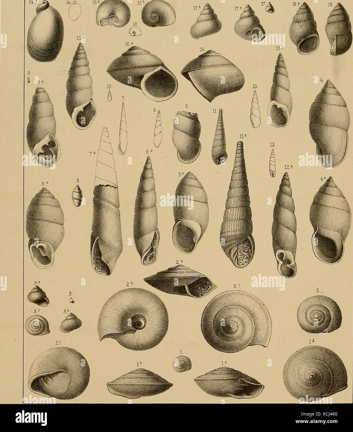 Amphidromus sp hi-res stock photography and images - Alamy