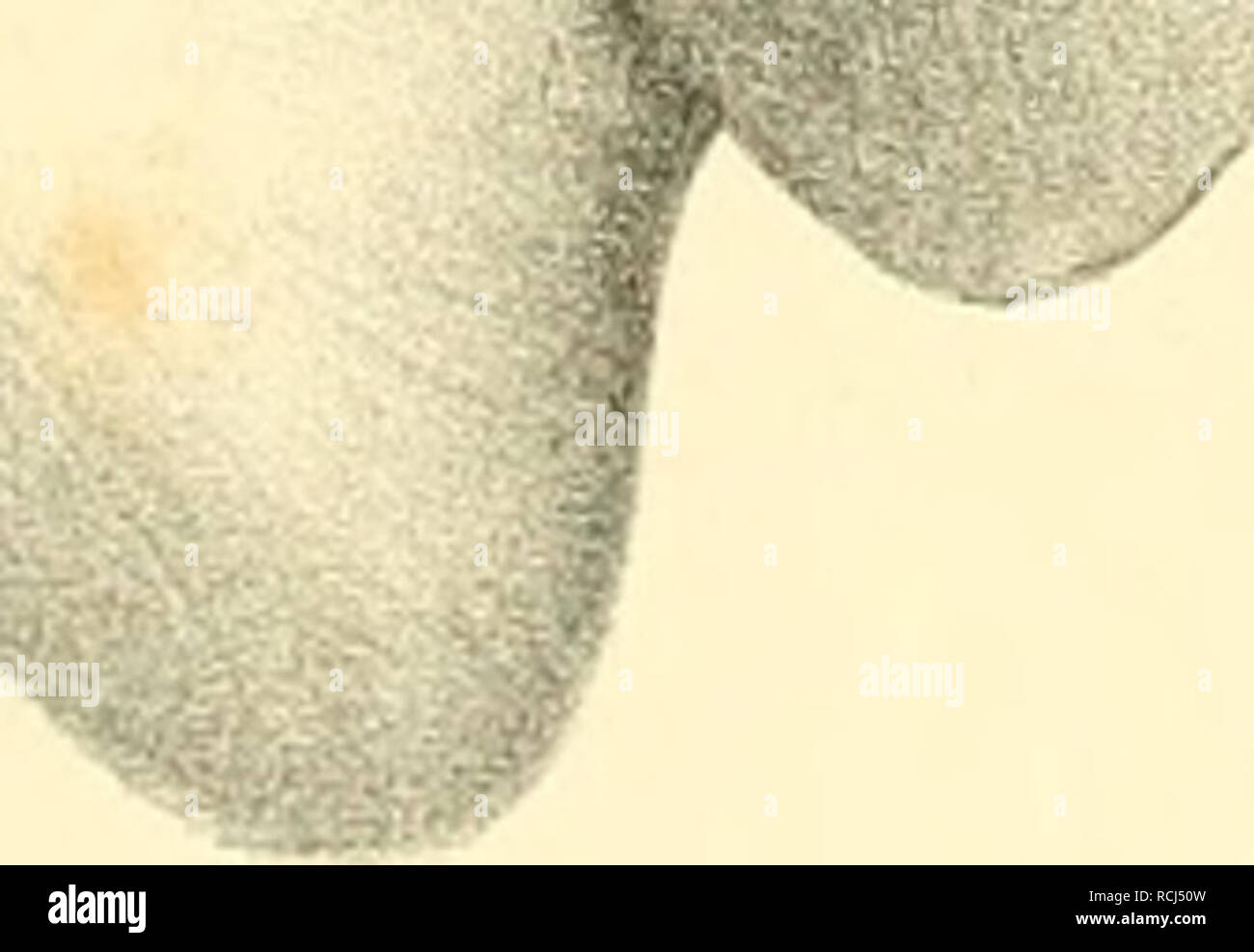 Stegocephal hi-res stock photography and images - Alamy